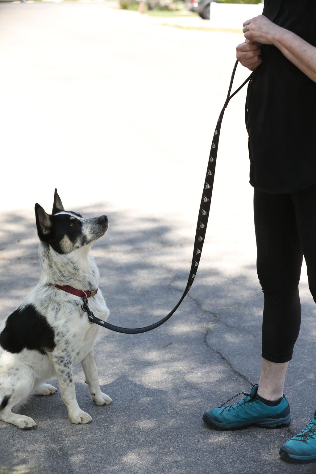 Dog Behavior Consults | Force-Free Trainer in Heber City - Choose To ...