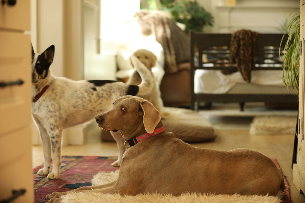 Dog Training Heber Midway - Choose To Train Humane